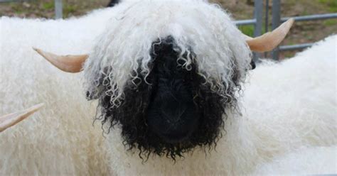 [포토뉴스] 세상에서 가장 귀여운 양