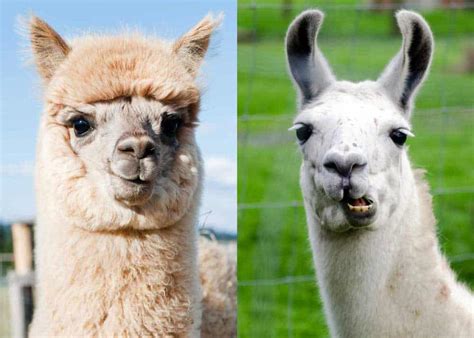 Alpaca Vs Llama 18 Differences Between Llamas And Alpacas Everywhere
