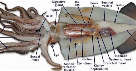 Labeled Diagram Of A Squid Squid Diagram Labeled