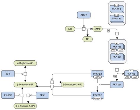 Metabolism Regulation Connecting Signalling And Metabolic Networks
