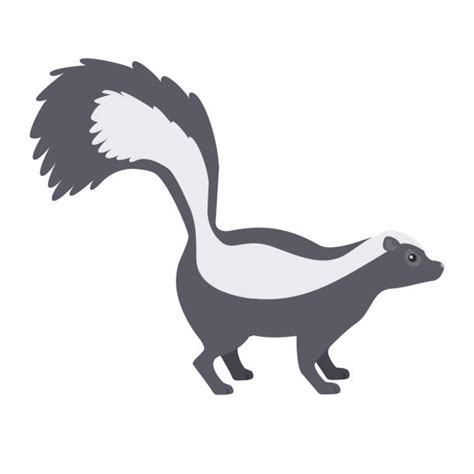 Skunk Tail Illustrations Royalty Free Vector Graphics And Clip Art Istock
