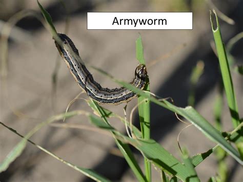 Armyworms And Army Cutworms In Wheat Extension Entomology
