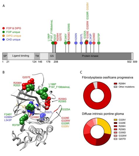 Acvr1 Function In Health And Disease Abstract Europe Pmc