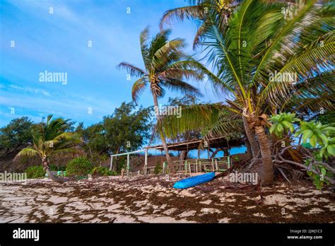 Palm Trees Lining Tropical Sandy Beach Nanuya Lai Lai Island Yasawa