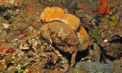 Real Monstrosities Sponge Crab