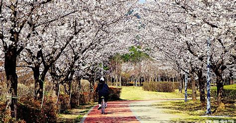 포토친구 봄날의 산책