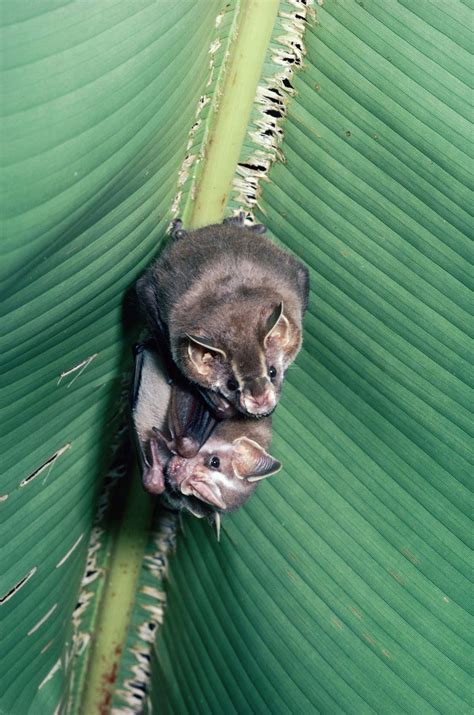 Echolocation And Evolution How Bats Continue To Redefine Their Diets And