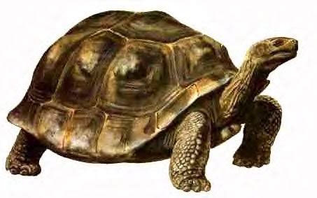Megalochelys Dinopedia Fandom