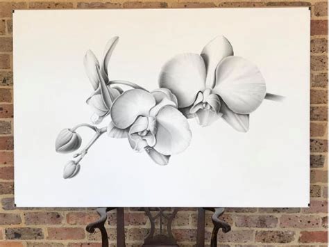 Susannah Blaxill 1954 2025 Botanical Art And Artists