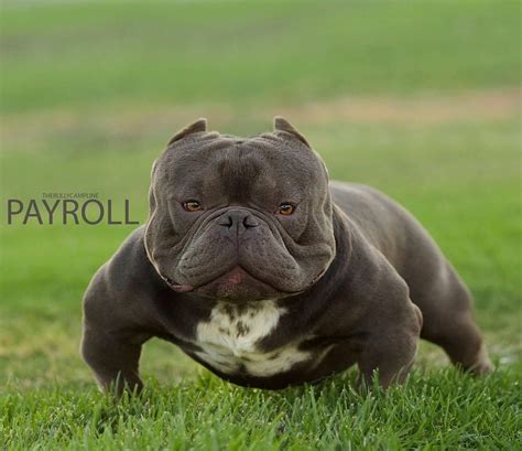 American Bully Micro Bully Exotic Pocket Extreme Artofit