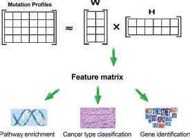 Non Negative Matrix Factorization Application DigiTMG