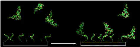 Molecular Interactions On Microarrays Nature Genetics