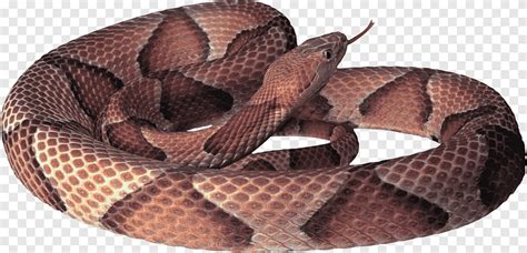 Python Png Snake So Then I Google How To Install Python Modules And I Came Across Easy Install