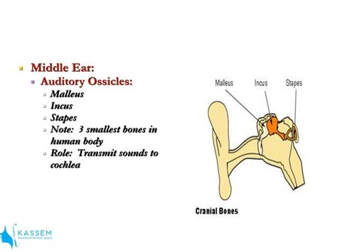 Anatomy Of Tmj Pdf Death Injury Or Military Conflict Sensitive