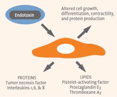 Five Easy Ways To Keep Your Cell Cultures Endotoxin Free Biocompare