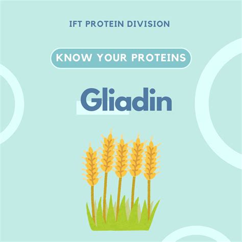 Ift Protein Division On Linkedin Gliadin Wheatprotein Glutenscience