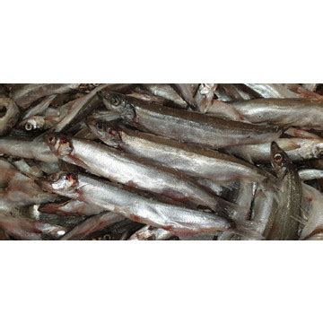 Доставка рыбы и морепродуктов на дом СПб - Осетрович