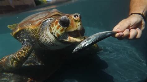 Why Are Loggerhead Turtles Colonizing The Mediterranean
