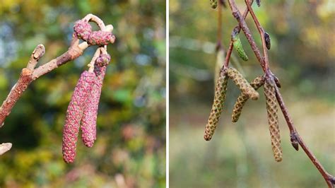 Which Trees Have Catkins Woodland Classroom