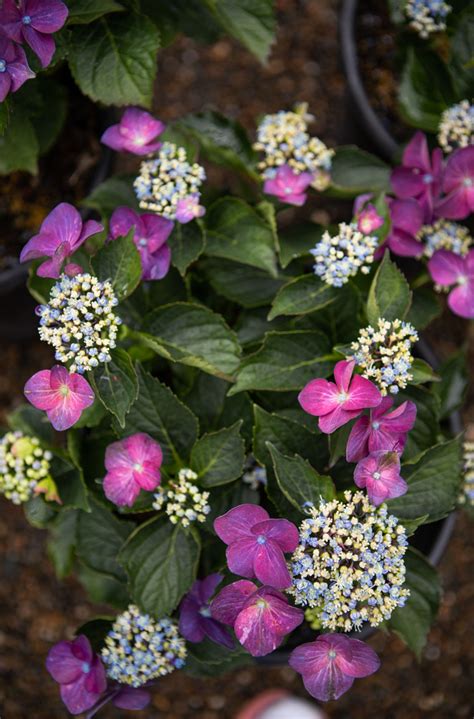 Hydrangea Fort Bragg Showy Flowers Spring Plants Hydrangea Collection