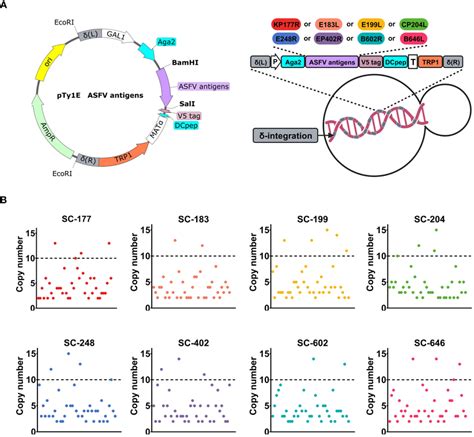 Recombinant Saccharomyces Cerevisiae Strains Were Constructed By