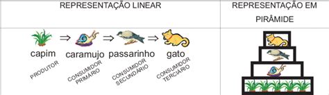 Cadeia Alimentar Jogo Png