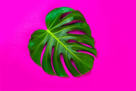 분홍색 배경에 색의 녹색 열 대 종 려 잎 최소한의 평면 배치 스타일 오버 헤드 보기 복사 공간 탑 0명에 대한 스톡 사진 및 기타 이미지 Istock