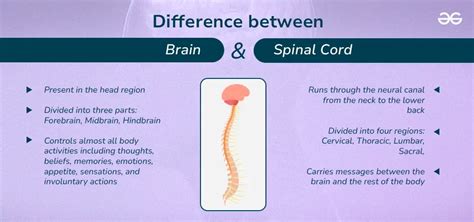 Difference Between Brain And Spinal Cord Geeksforgeeks