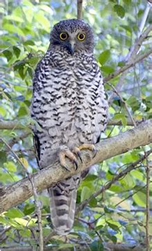 The Avicultural Society Of Nsw Asnsw The Powerful Owl Project By
