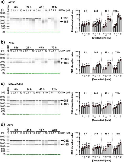 Dose And Time Dependent Rna Disruption In Response To Doxorubicin