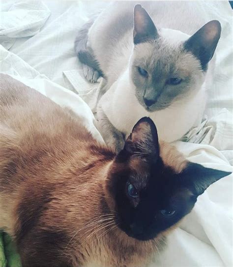 Adult Siamese Cats For Adoption