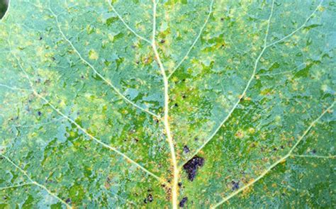 Insect And Disease Control