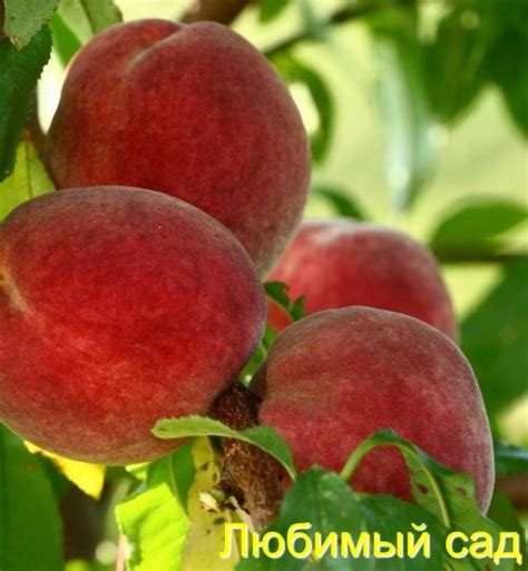 Флеминг Фьюри | Любимый сад