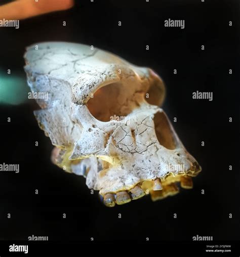 Reconstructed Skull Skull Of Homo Heidelbergensis Archaeology And