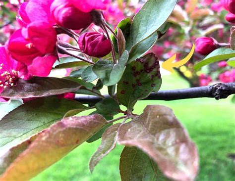 Apple Scab Disease Treatment Madison Tree Services Eco Tree