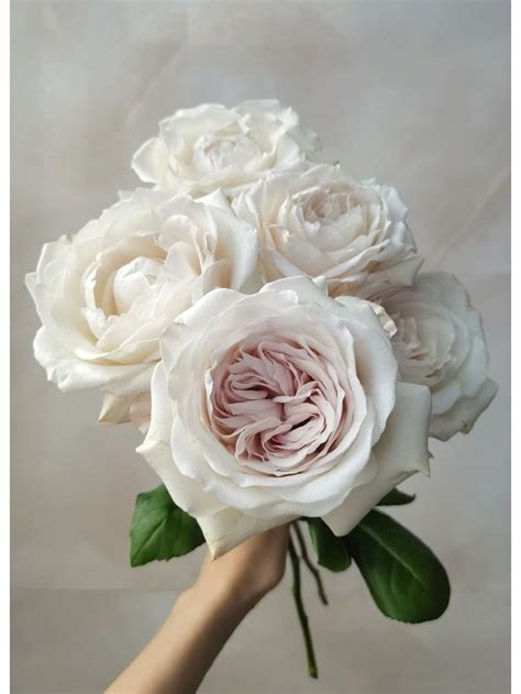 Pearlescence Rose【sliver Lining】15 Gal Ownroot Silver Gray Strong
