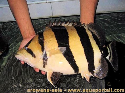 Datnioides Acquariofilia Consapevole