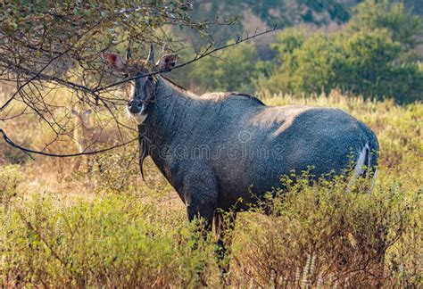 Nilgai Or Blue Bull Is The Largest Asian Antelope And Is Endemic To The