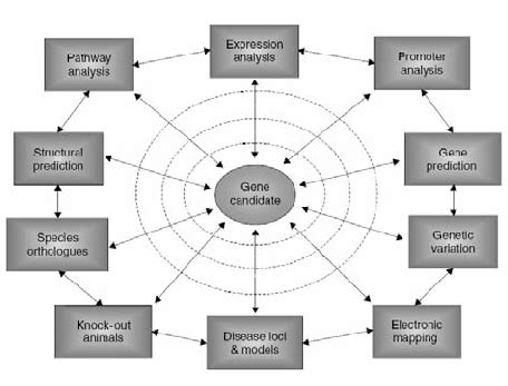 Scheme For Functional Analysis Of Gene Using Functional Genomics Download Scientific Diagram