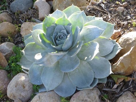Chalk Dudleya Photos Page 1