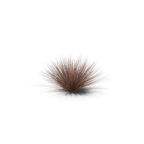 Beard Grass Png Images And Psds For Download Pixelsquid