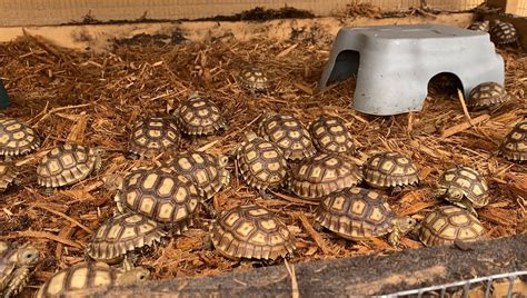 Sulcata Tortoise Care Guide Enclosure Diet Handling And More