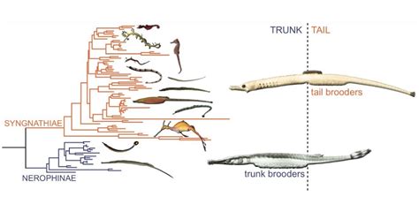 Species New To Science Ichthyology • 2016 Molecular Phylogeny And