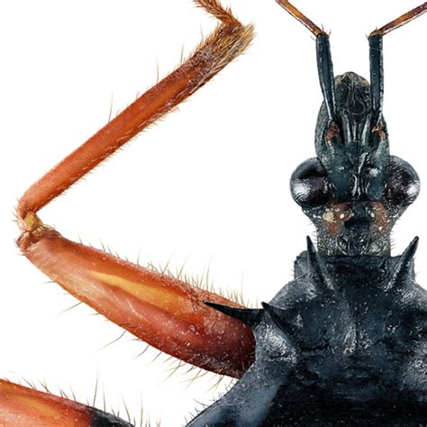 Close Up Illustration Of The Assassin Bugs Spiny Thorax And Bright Orange Leg