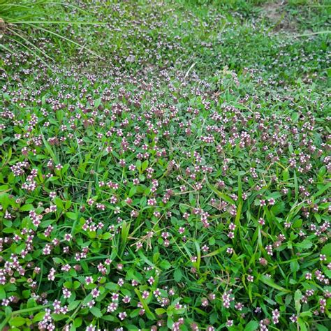 Lippia Nodiflora