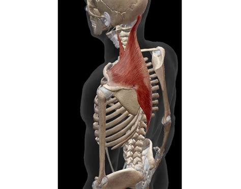 Superior Scapular Upward Rotation Of Scapula Quiz