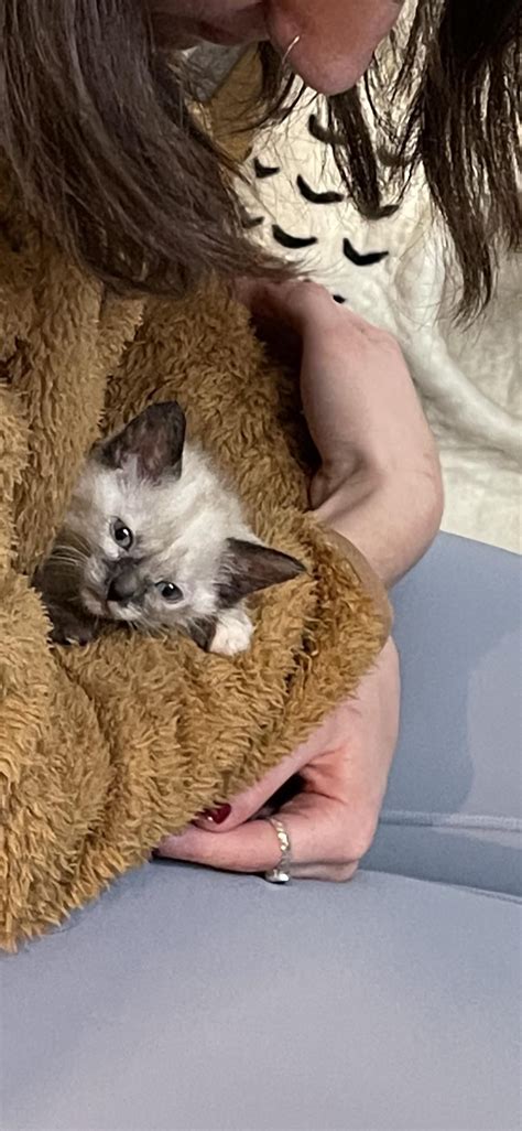 Sweet Wilbur R Kitten