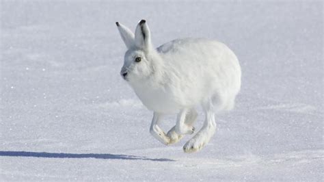 Arctic Hare White In Winter Gray Brown In Summer Schattige Dieren