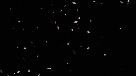 Sakura Effect Stock Video Footage For Free Download