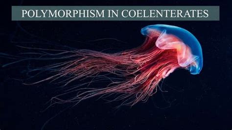 Polymorphism In Coelenterata Pptx Polymorphism In Coelenterata Pptx